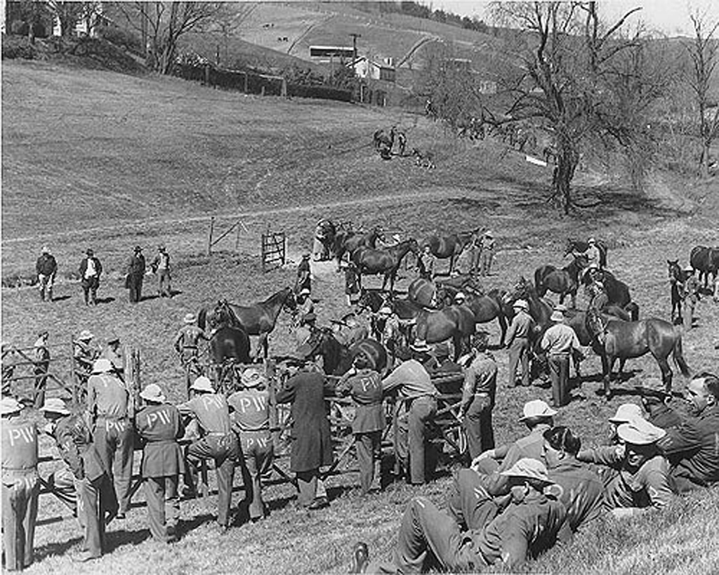 Prisoners of War at the U.S. Cavalry Remount Station | Smithsonian ...